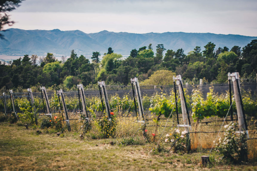 Bodega Río del Medio - Los vinos